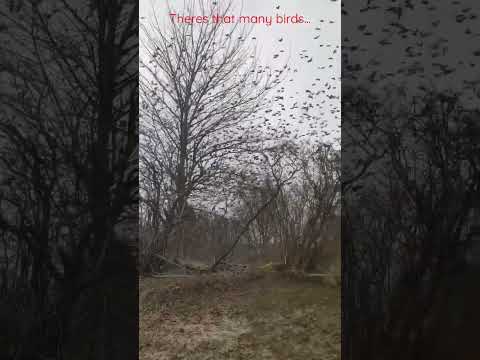flocks on flocks on flocks of birds