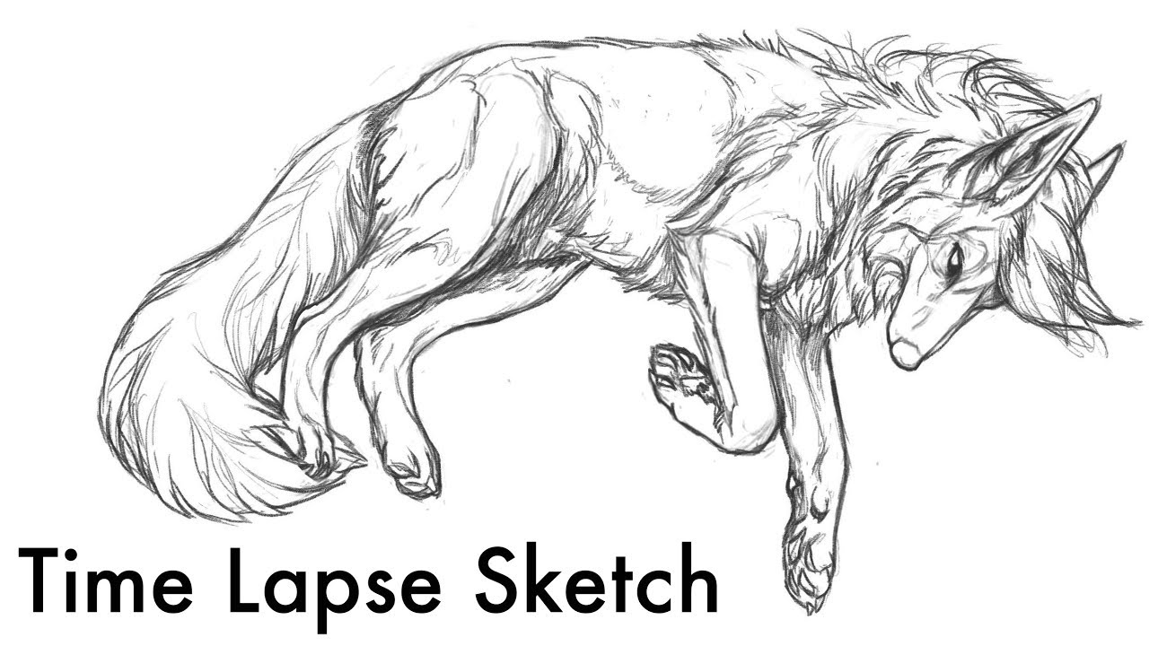 Time Lapse Wolf Sketch