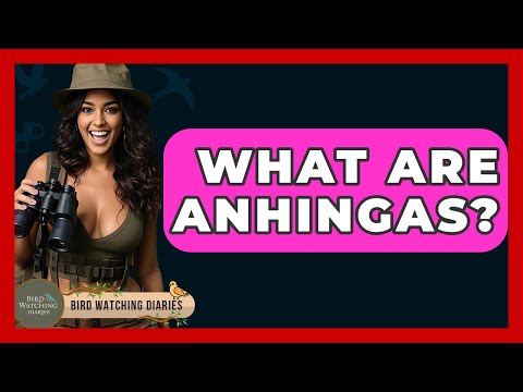 What Are Anhingas? - Bird Watching Diaries