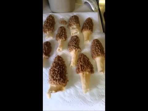How to Clean Morel Mushrooms - 3 Easy Steps
