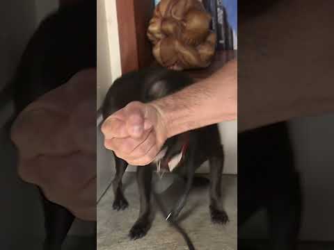 Simple Trick to Calm You Aggressive Dog in Minutes #dogwhisperer #shorts #dog #cesarmillan