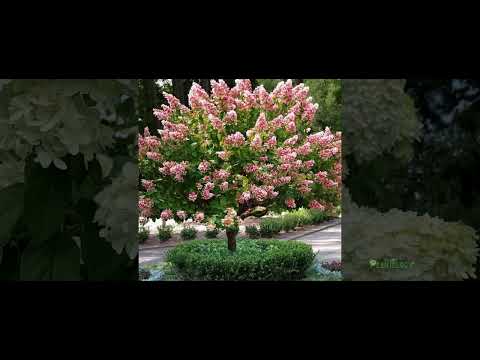 Hydrangea Tree