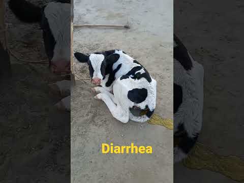 7 Main Causes Of Diarrhea In Cows And Its Treatment - Rich- Farmer