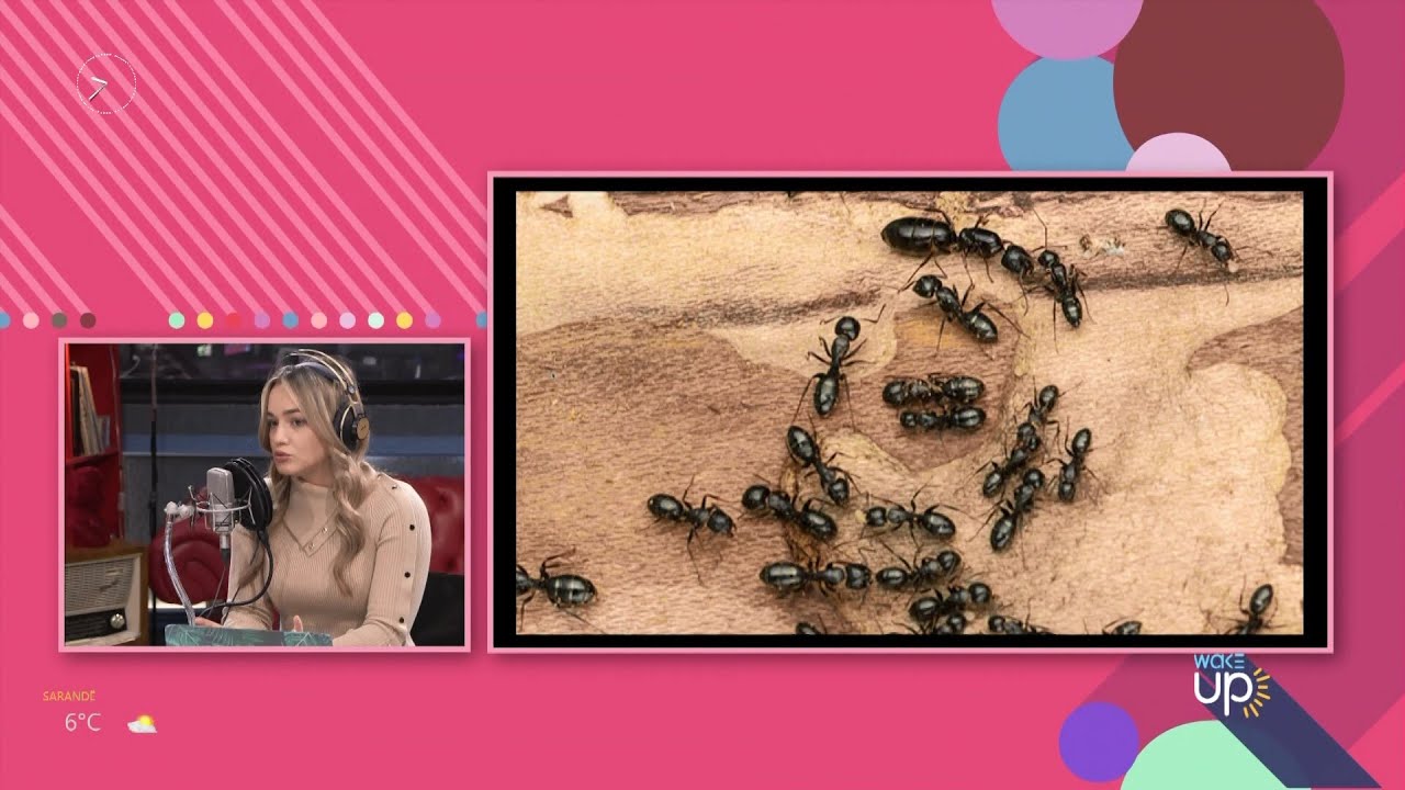 Milingonat mund të zbulojnë tumoret përmes urinës/ Wake - Top Channel