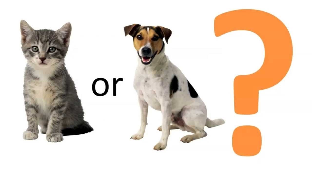 Cats vs Dogs Classifier using Keras- Live Project