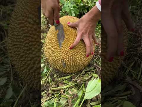 Unboking Nangka Madu #nangkamadu