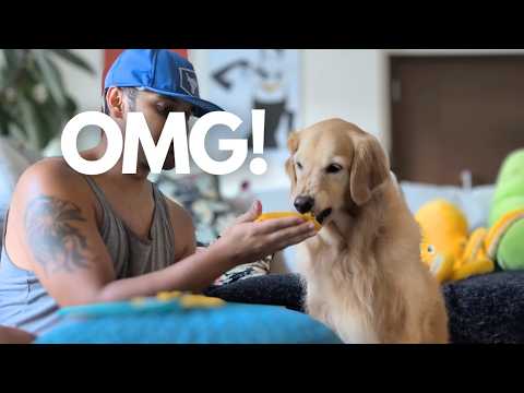 Golden Retriever Tries Mango Sticky Rice For The First Time EVER!