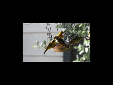 group of sparrow comes for dinner. #sparrow #bird #sounds #nature #sounds #birds #chirping #shorts