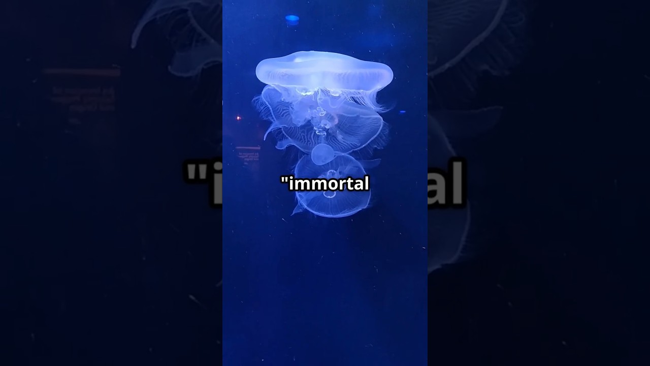 The Secret of the Immortal Jellyfish!