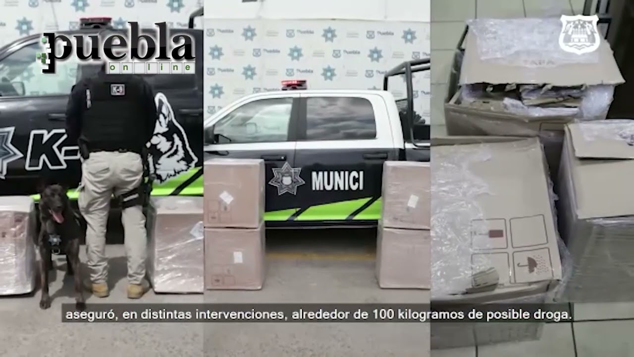 Decomisan binomios caninos de la SSC 100 kilos de droga en la CAPU