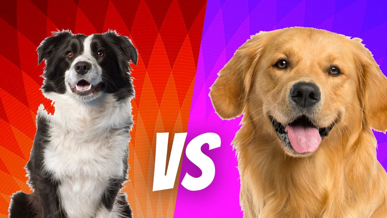 Golden Retriever vs. Border Collie - Which Should You Get?