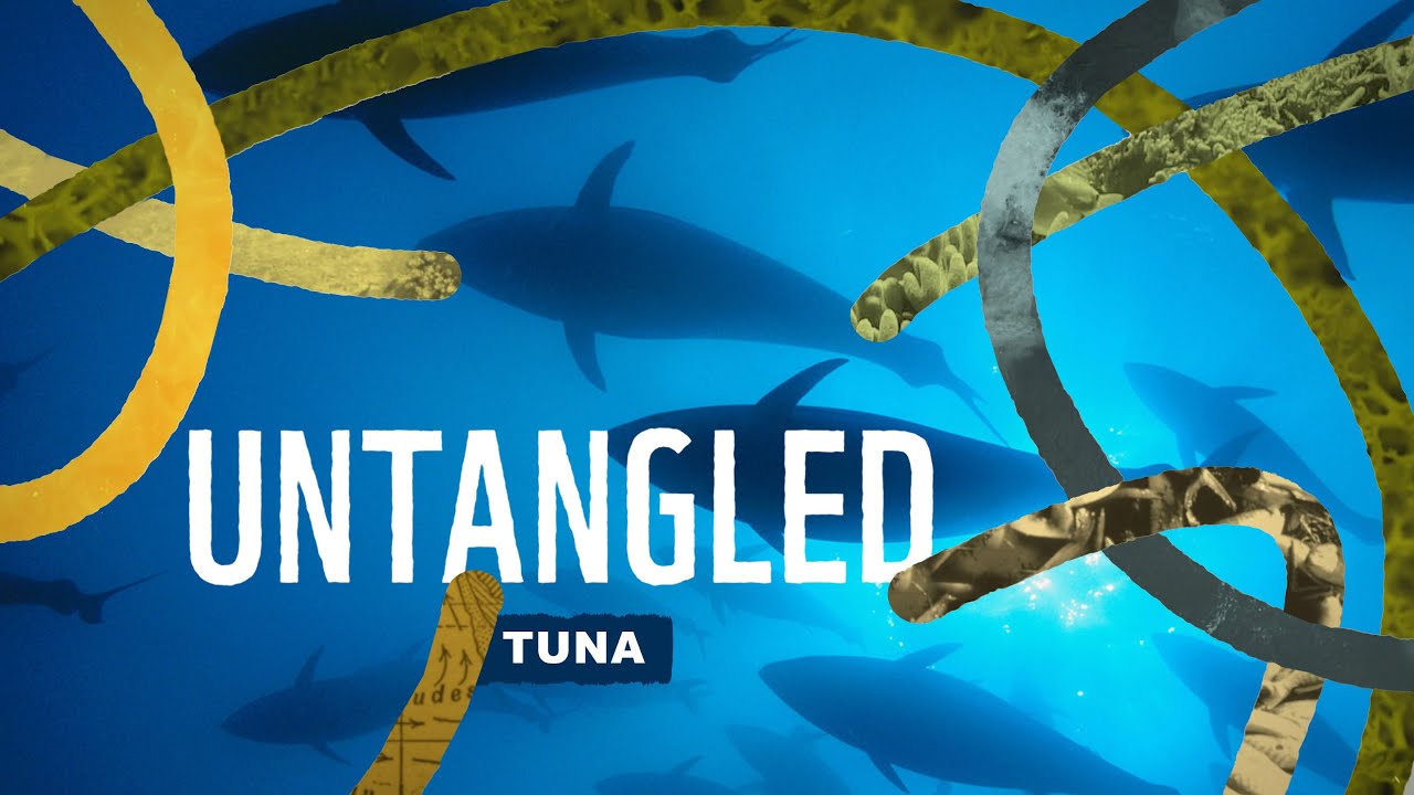Untangled: How safeguarding the future of tuna secures our own