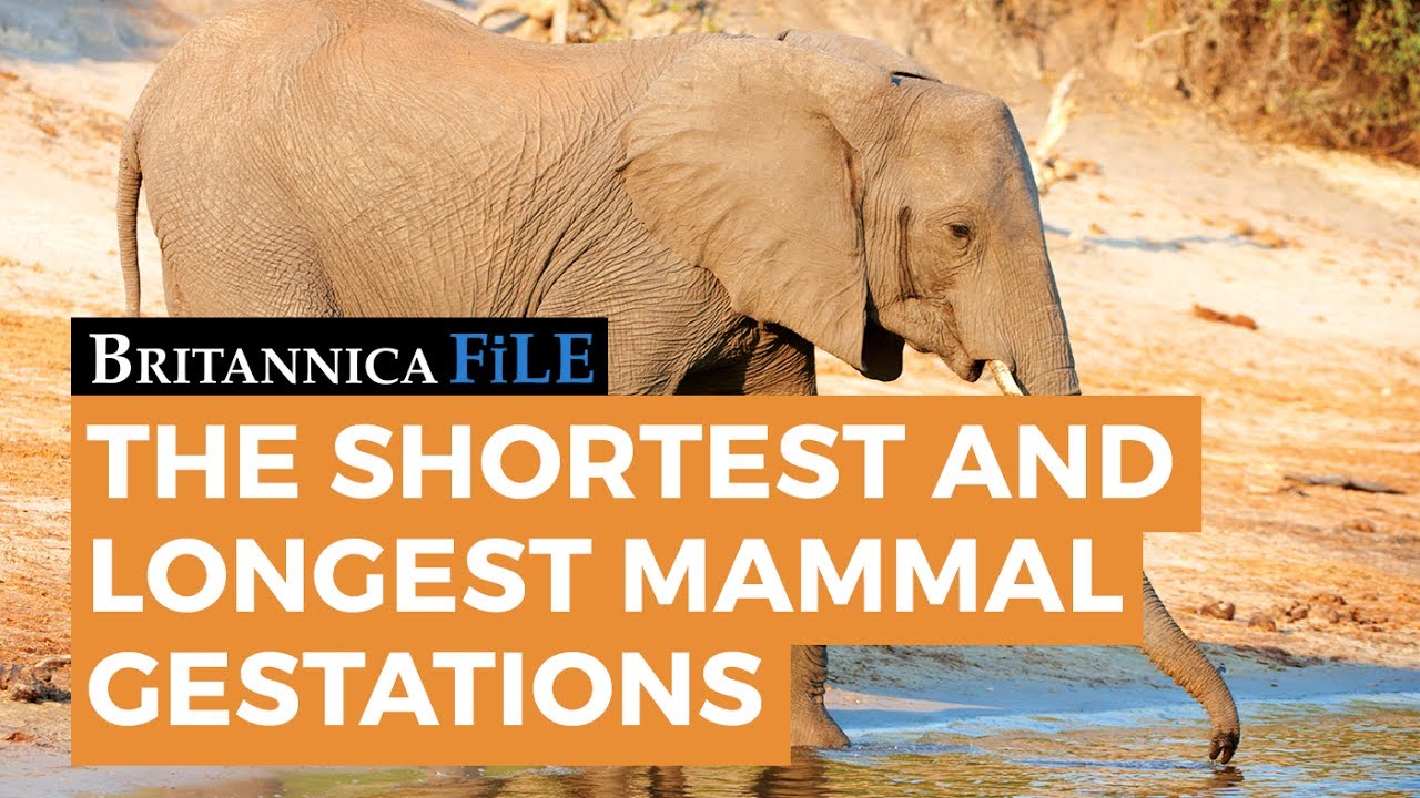 BRITANNICA FILE: The shortest and longest mammal pregnancies | Encyclopaedia Britannica