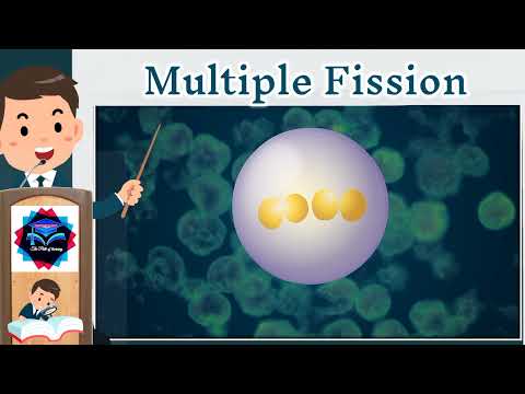 Binary Fission in Amoeba Video Lecture - Science Class 8