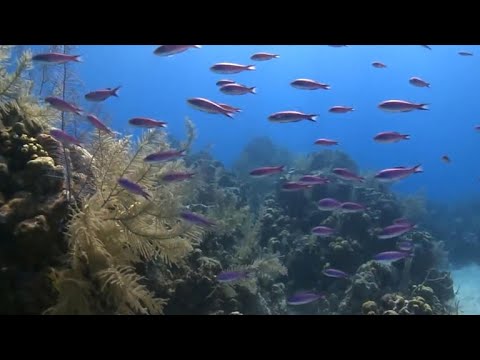 Hawaii considers ban on certain sunscreens to protect coral reefs