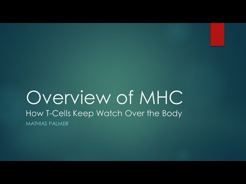 Overview of MHC