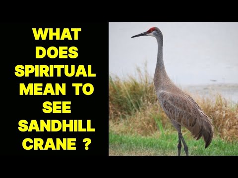 WHAT DOES SPIRITUAL MEAN TO SEE A SANDHILL CRANE BIRD ?