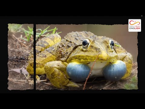 Amazing Common Frog | Amazing Amphibians 02 | Timeless