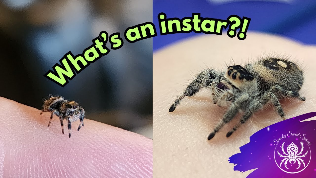 Jumping Spider Instars for Beginners: Sizes, Stages & What to Expect