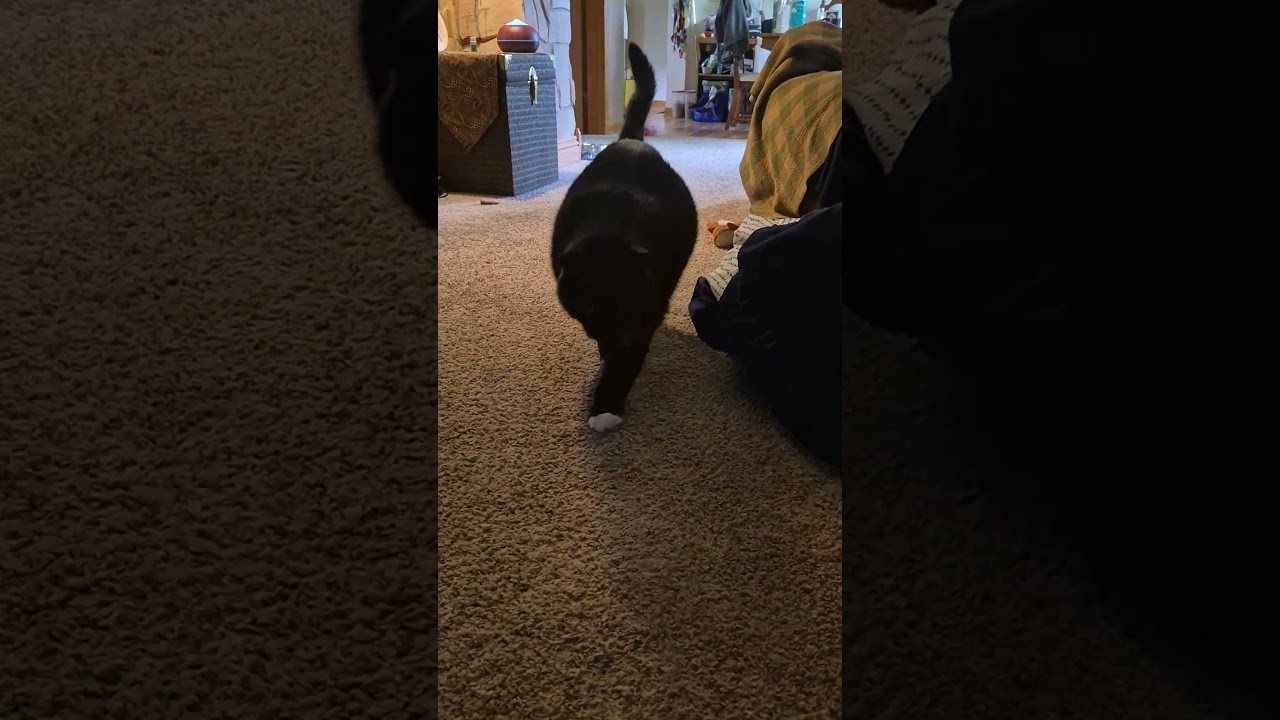 Fat Hunky Wunky Chubbington Checkers has arrived #fatcatvideosfunny #cat