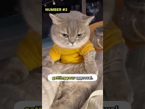 Five Major Differences Between Cats And Dogs! πΈπΆπΎ