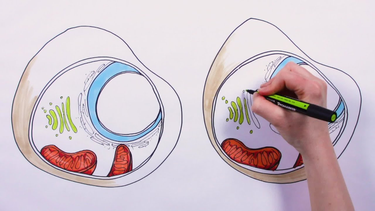 Celledeling - Mitose