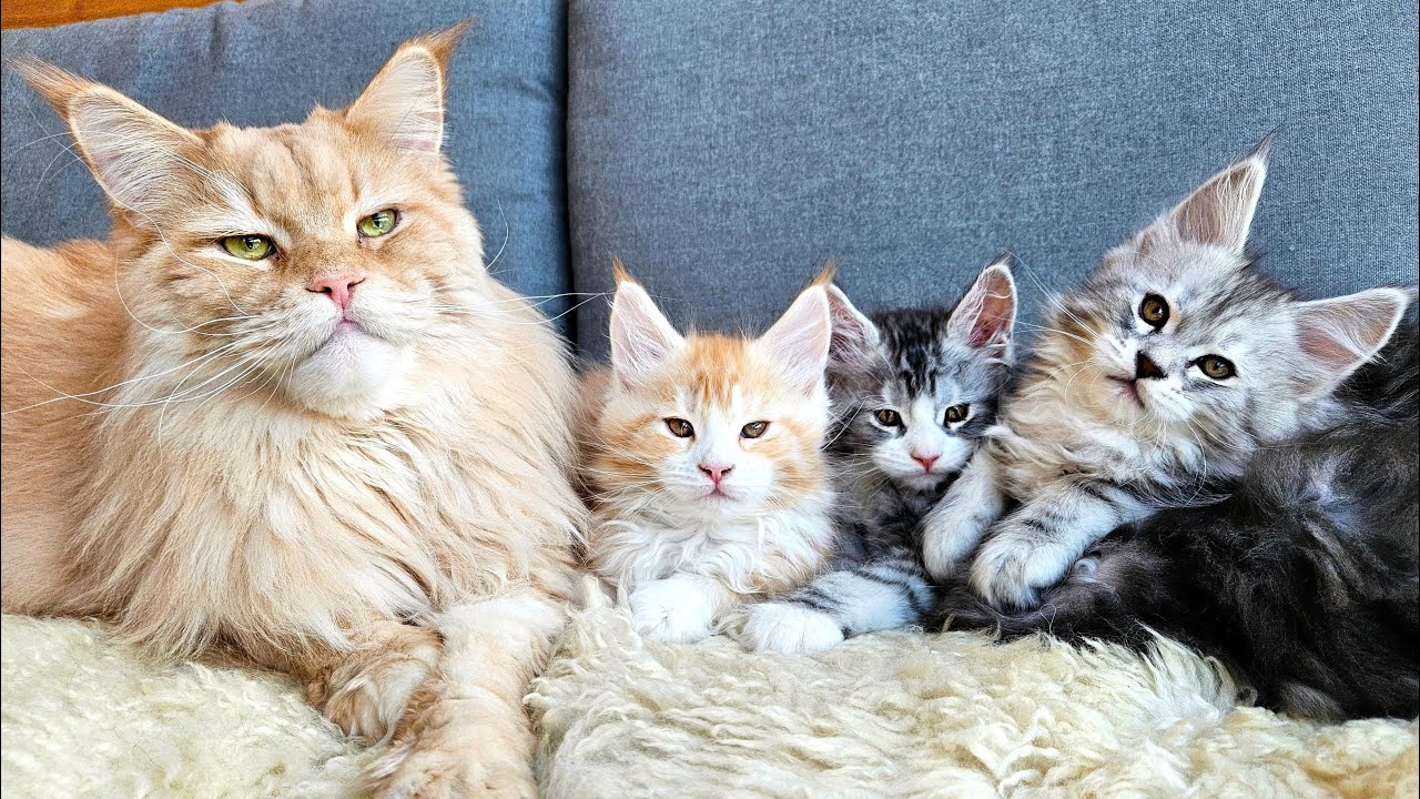 Kitten Cuddle Puddle With Uncle Buster