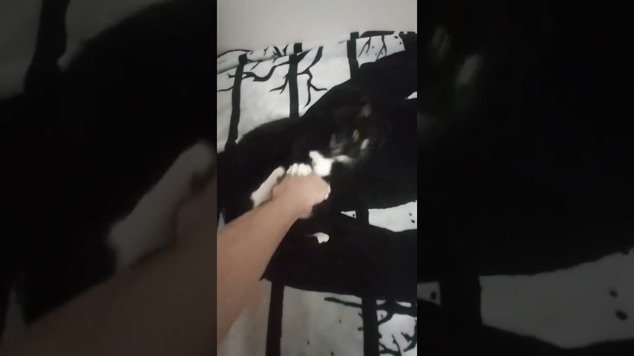 me messing with my kitty she bites me #kitty #kittycat #cutecat #tuxedocat