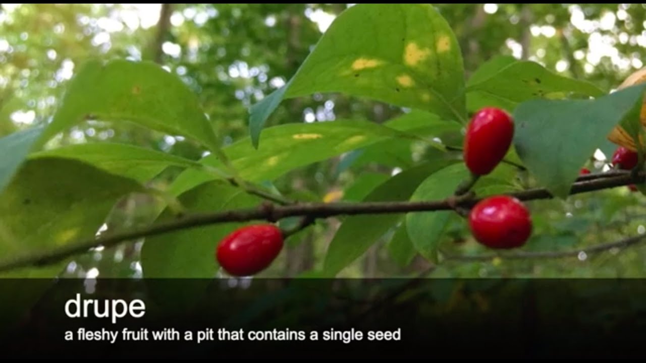 Tree Talk: Spicebush