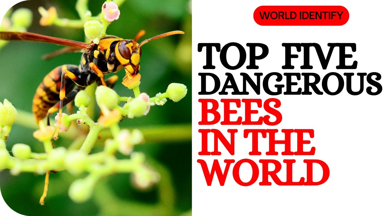 TOP 5 DANGEROUS BEES IN THE WORLD.