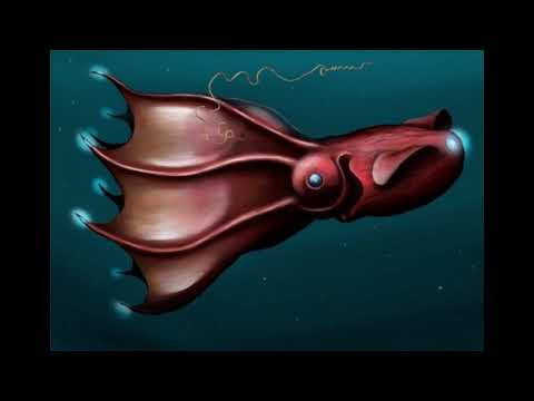 Vampire squid Facts Interesting Facts about Vampire squid