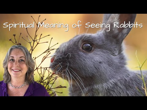 Spiritual Meaning of Seeing Rabbits 🐰🐰