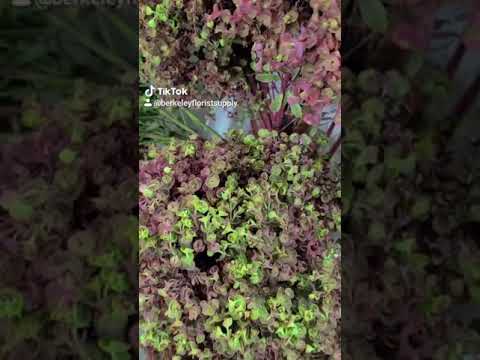 A quick happy tour of BFS a Miami wholesale flowers