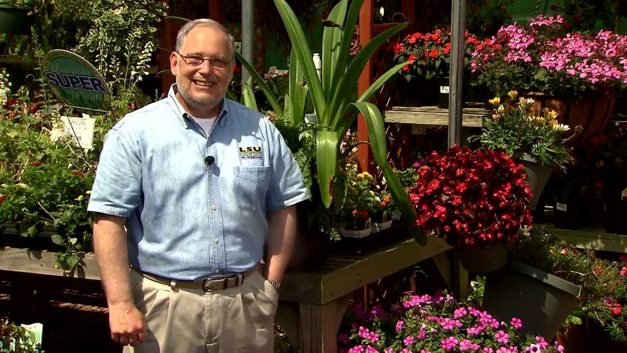 Addressing disease in amaryllis plants