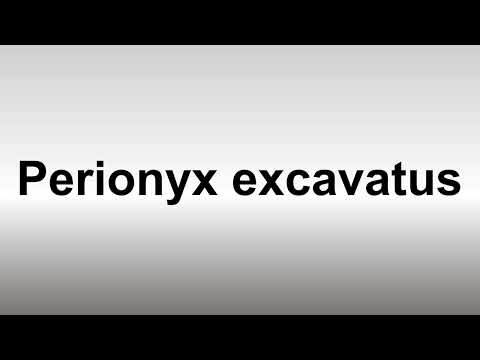 How to Pronounce Perionyx excavatus