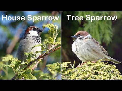 House Sparrow v Tree Sparrow | How To Tell The Difference