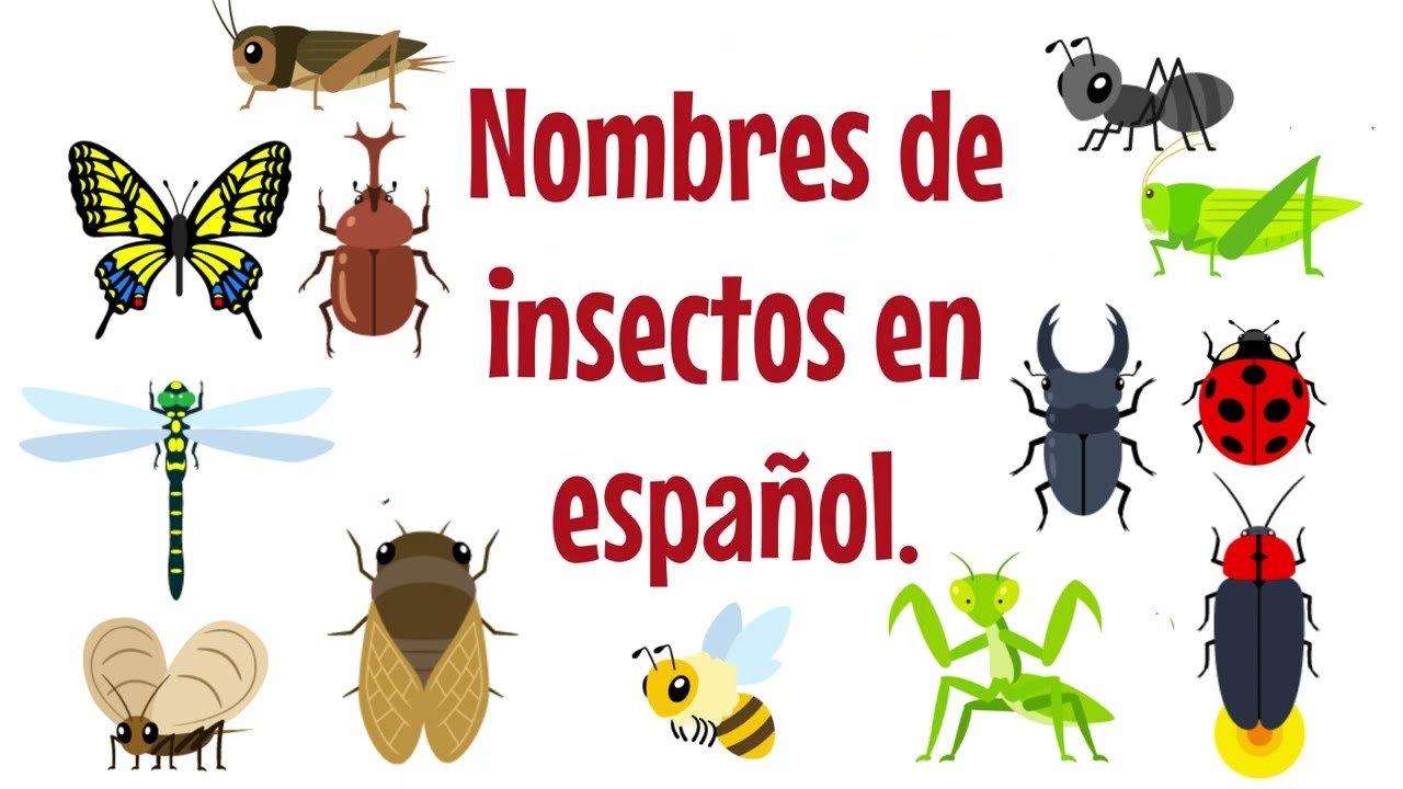 Nombres de insectos en español　※Lista de reproducción 