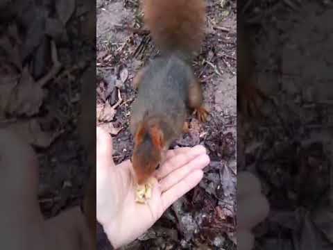 Birds and squirrels like to eat cereal