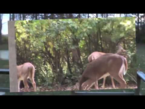 Tom shoots a buck in Monticello Indiana