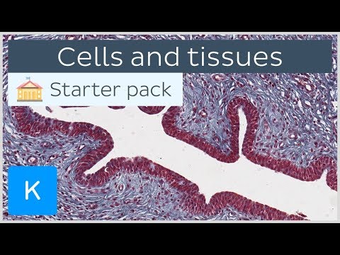 Cells and tissues: types and characteristics - Human histology | Kenhub