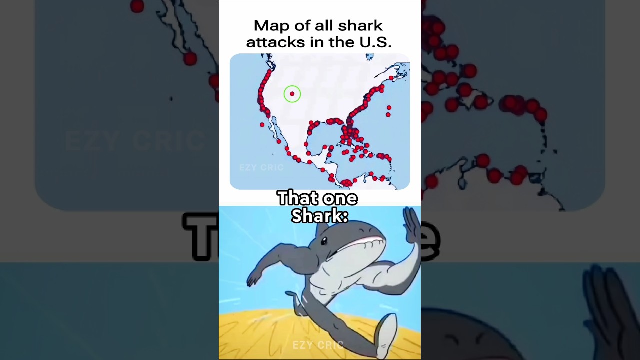 Shark chill moment 🦈