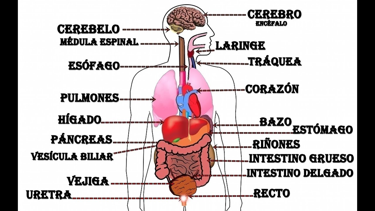 Organs of the human body.