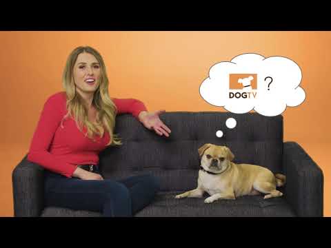 How to Watch DOGTV