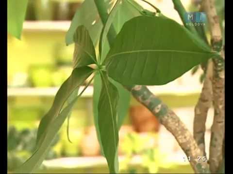 ✔️ Totul despre flori (pahira, zamioculca, bonsai, crassula)...