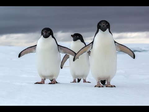 Mechanisms of Evolution