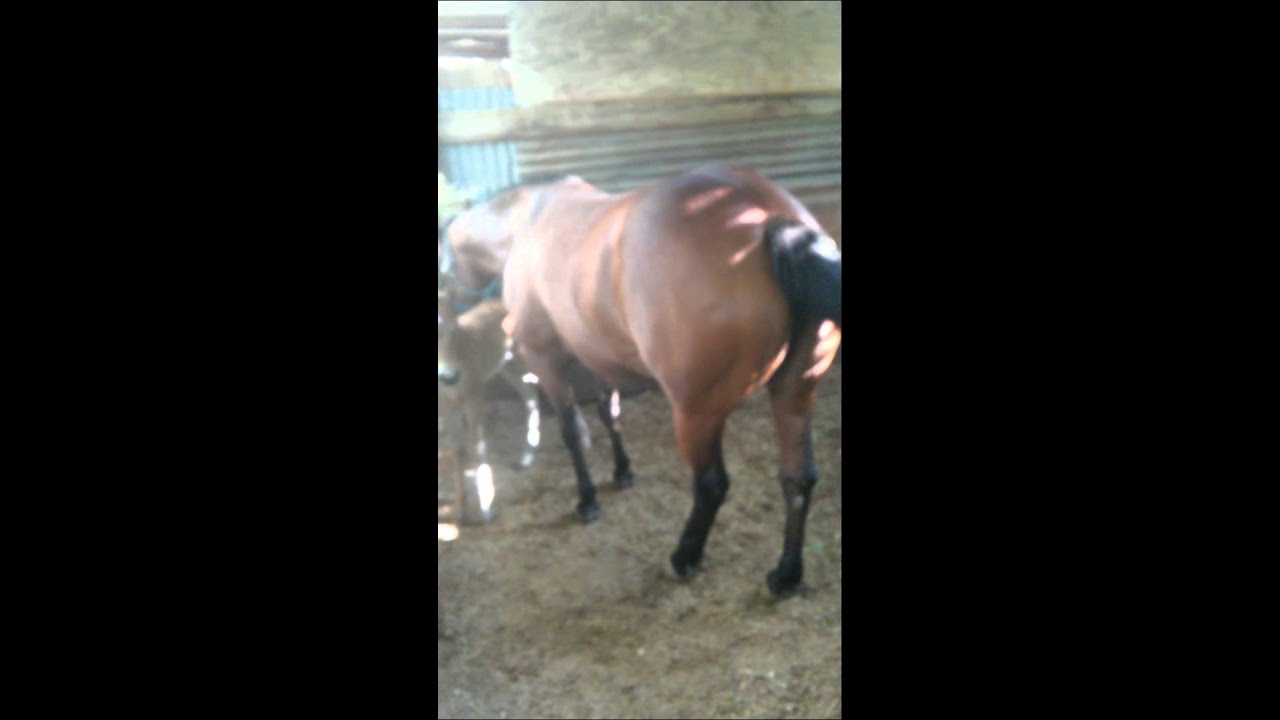 La yegua zorra