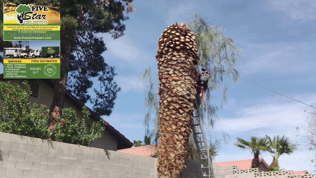Five Star Tree Service - Canary Palm Removal