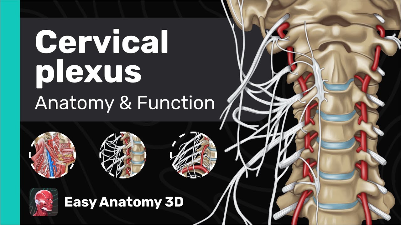Cervical plexus: Anatomy & Function | Branches | Easy Anatomy