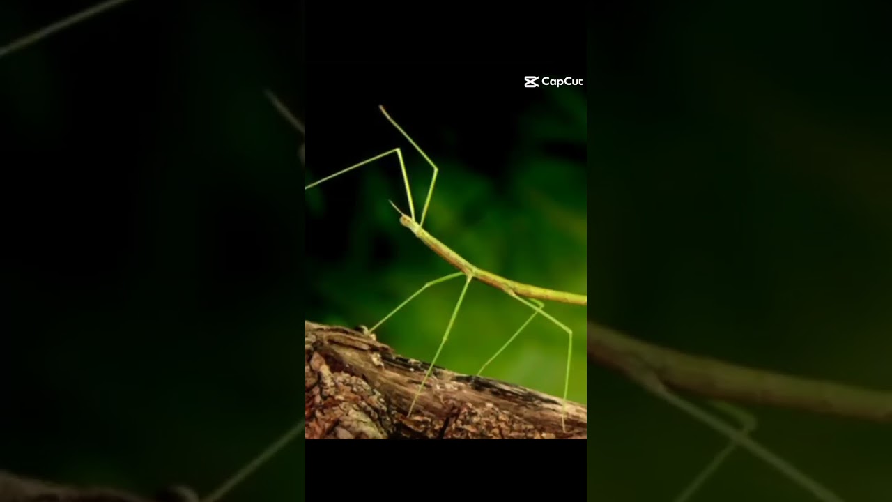 Stick bug edit (stick bug fancy.)
