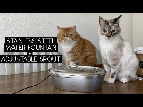 Automatic Cat Water Fountain Review: 2026's Top Picks
